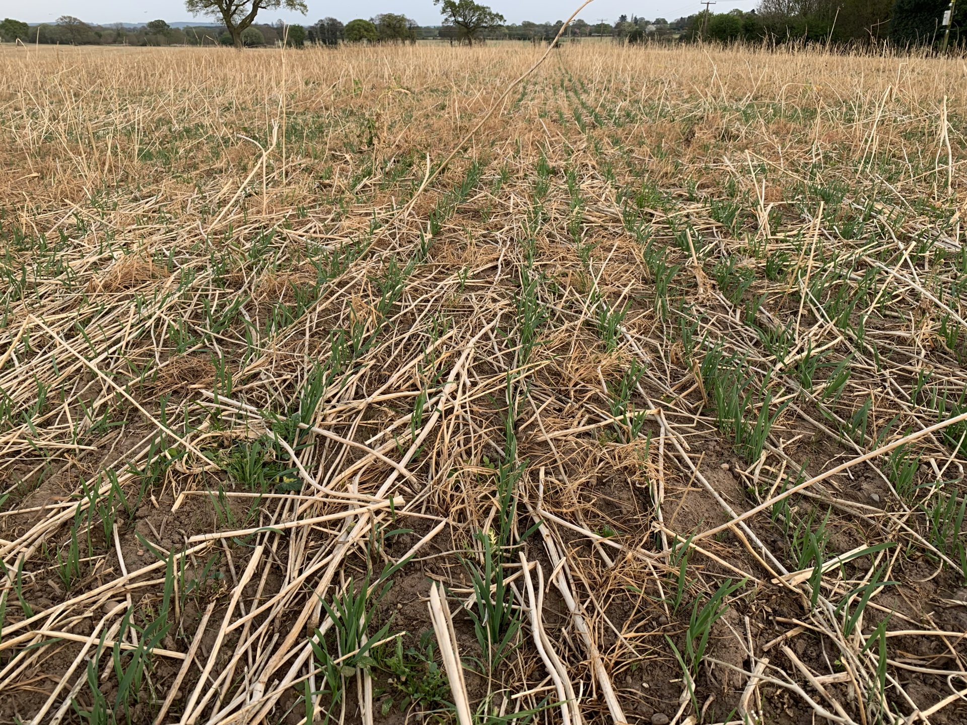 Direct/Strip-till drilling photo gallery | Page 95 | The Farming Forum