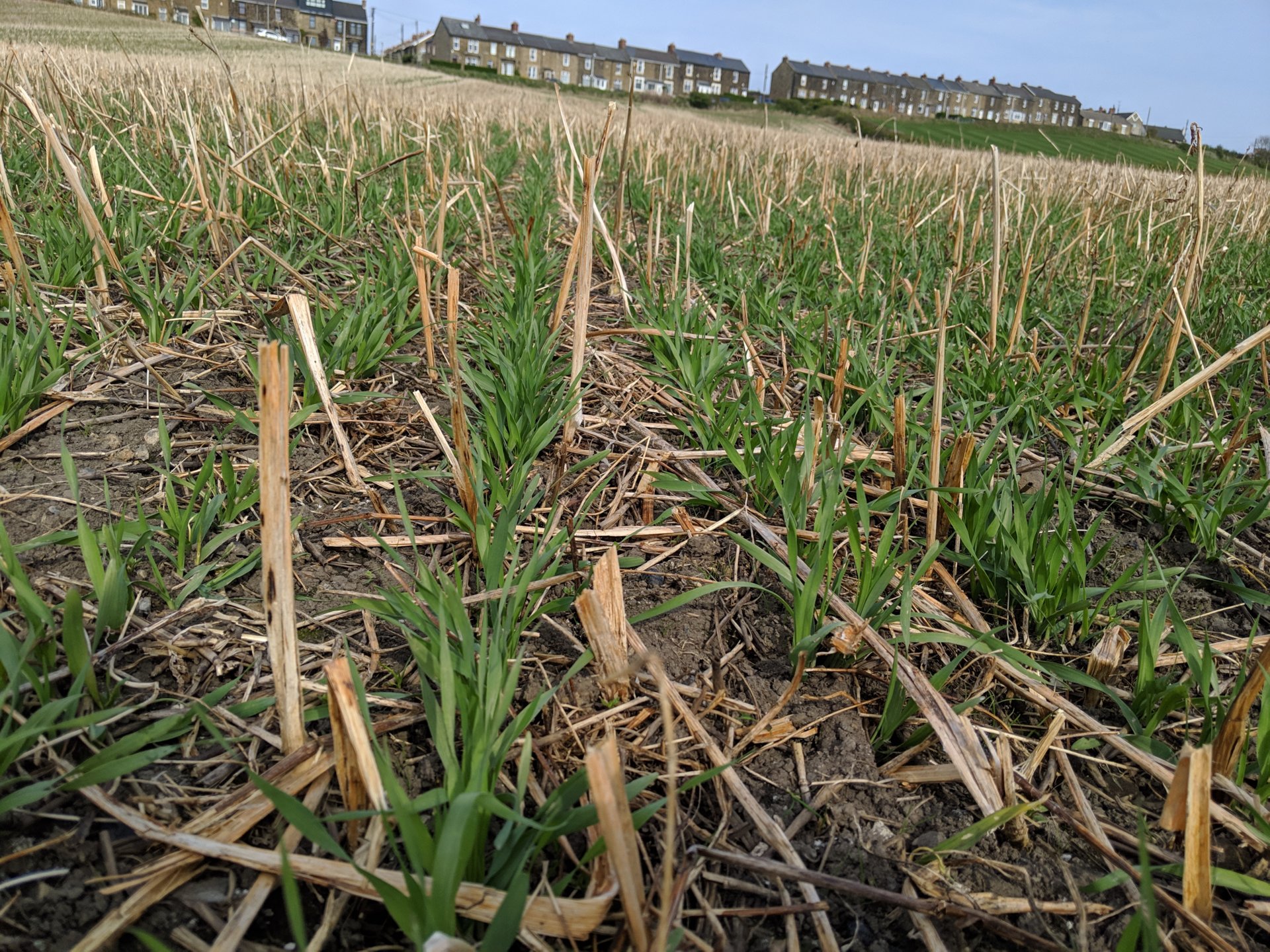 Direct/Strip-till drilling photo gallery | Page 96 | The Farming Forum