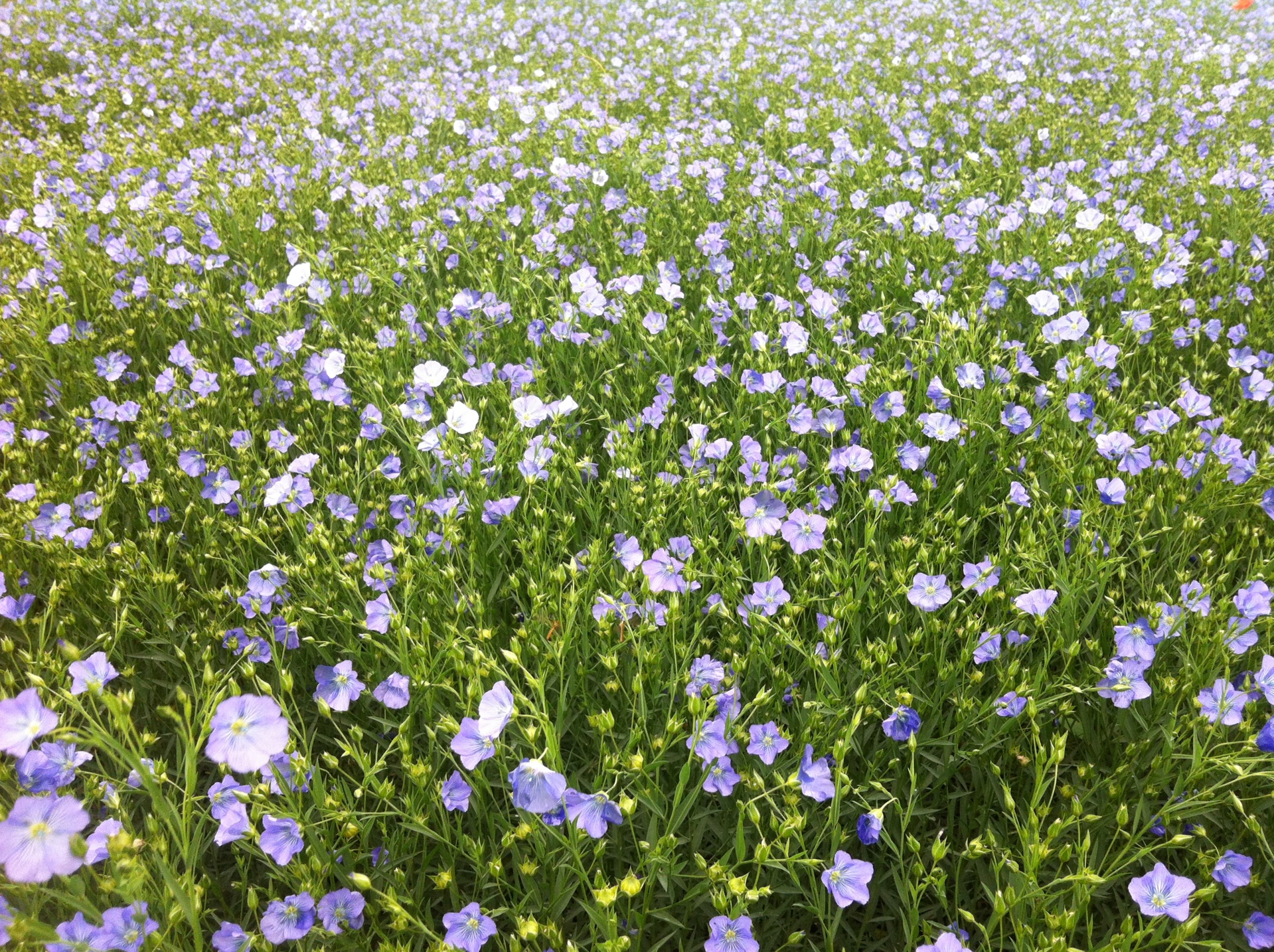 Spring Linseed | Page 2 | The Farming Forum