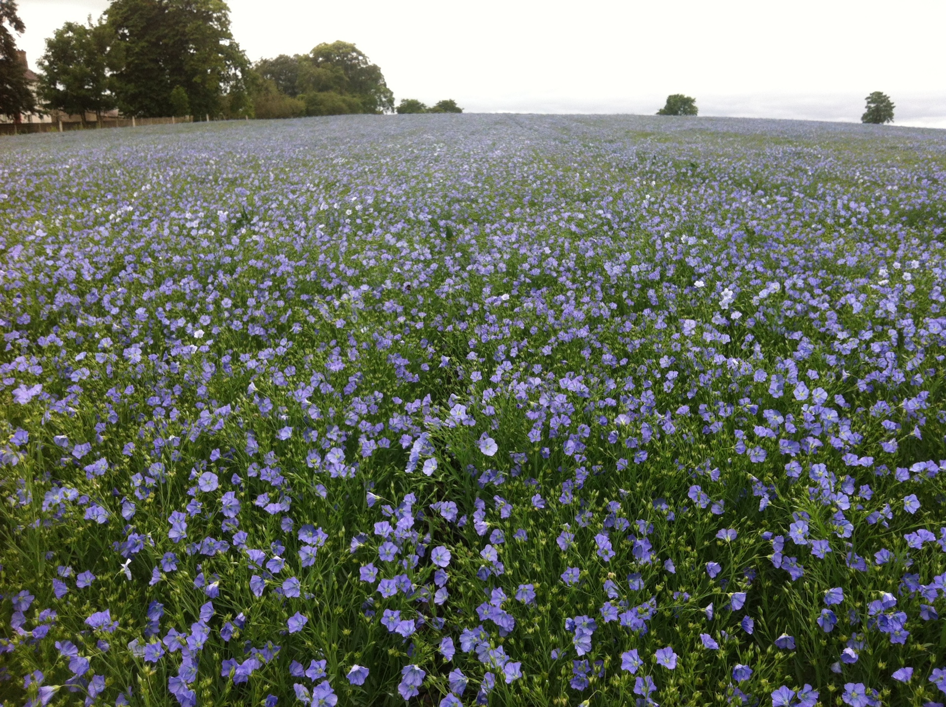 Spring Linseed | Page 2 | The Farming Forum