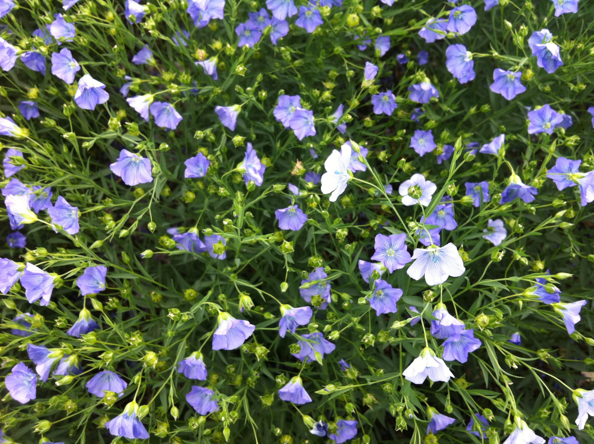 Spring Linseed | Page 2 | The Farming Forum