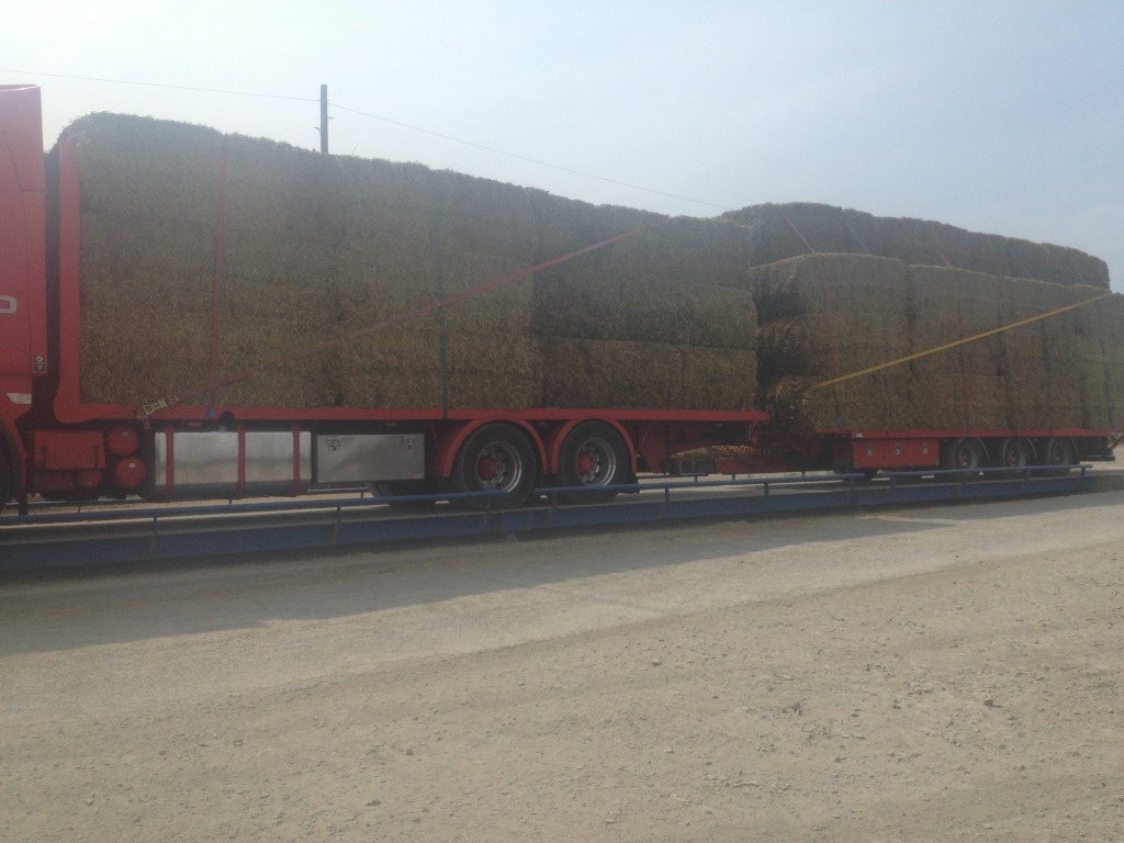 Vining Pea Hay | The Farming Forum