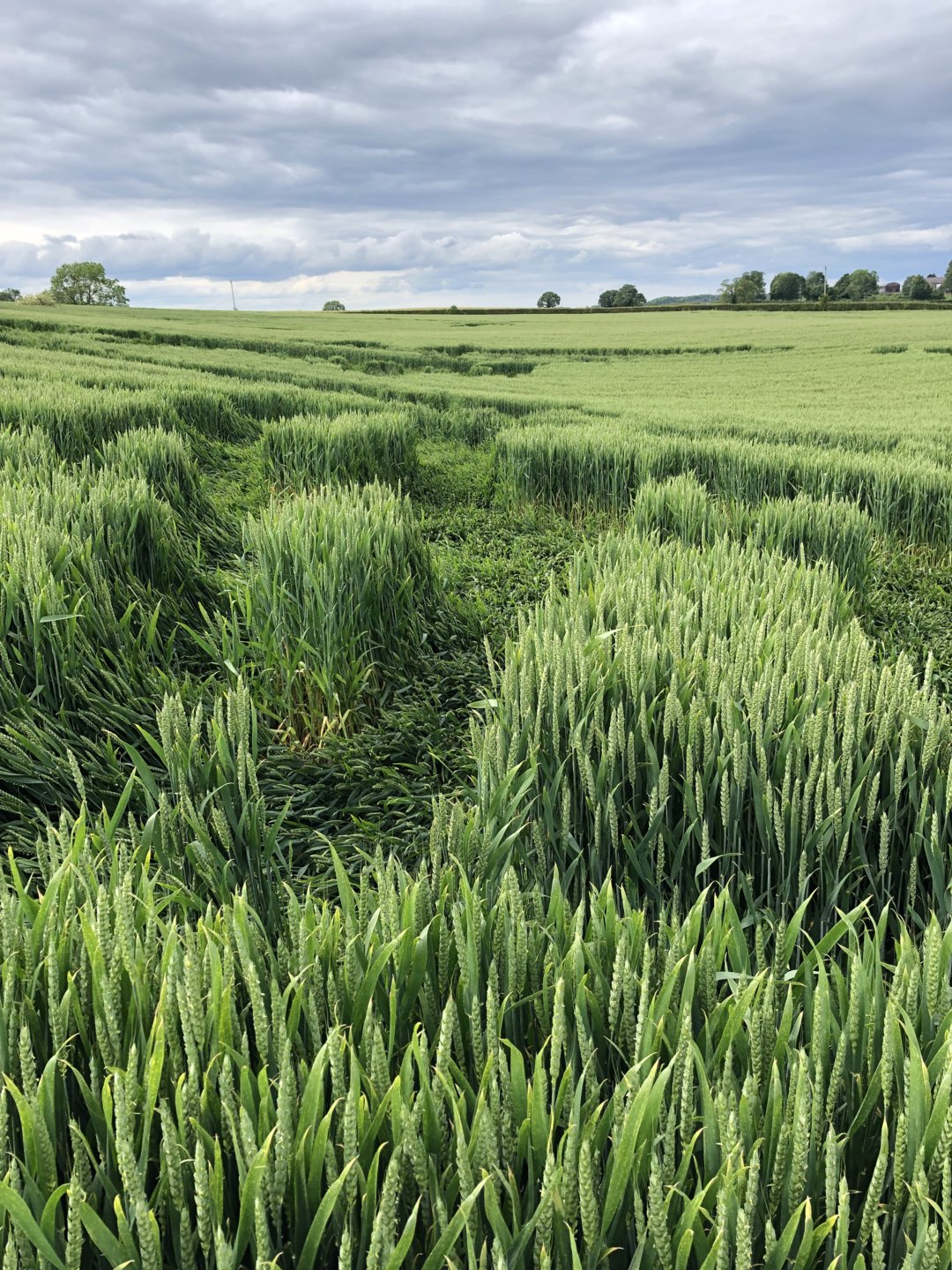 Gleam and Skyscraper wheat | Page 2 | The Farming Forum