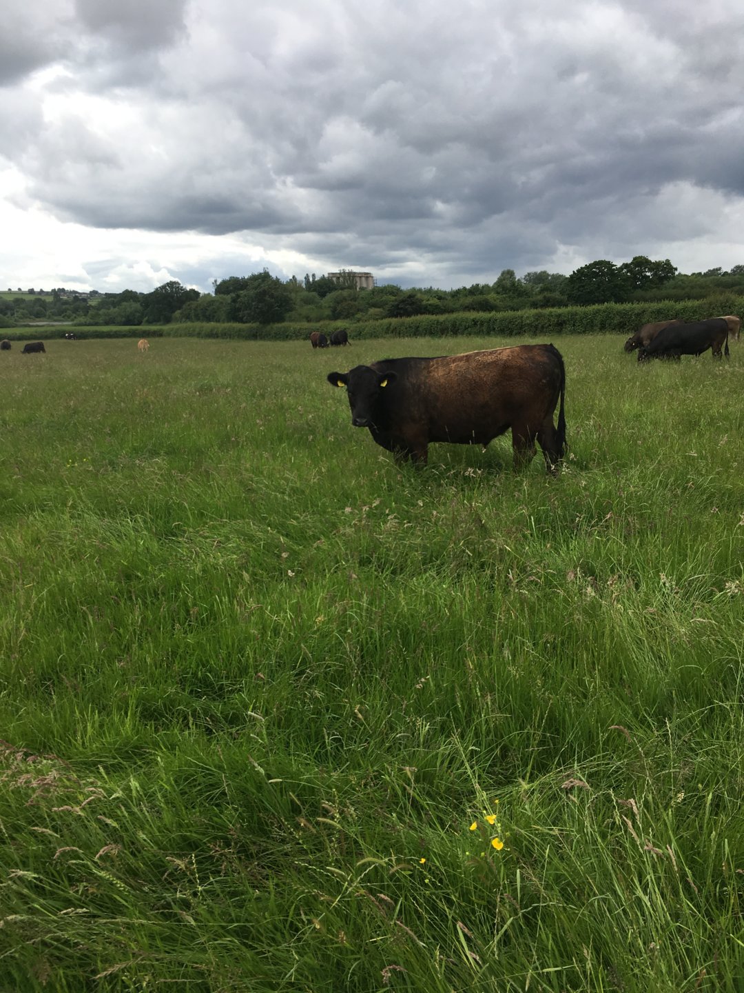 Techno grazing .. | Page 20 | The Farming Forum