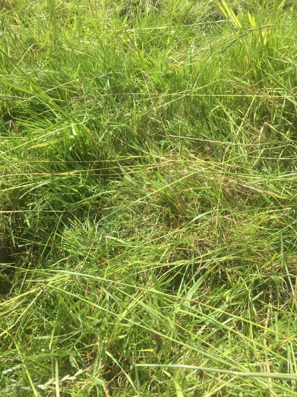 Techno grazing .. | Page 20 | The Farming Forum