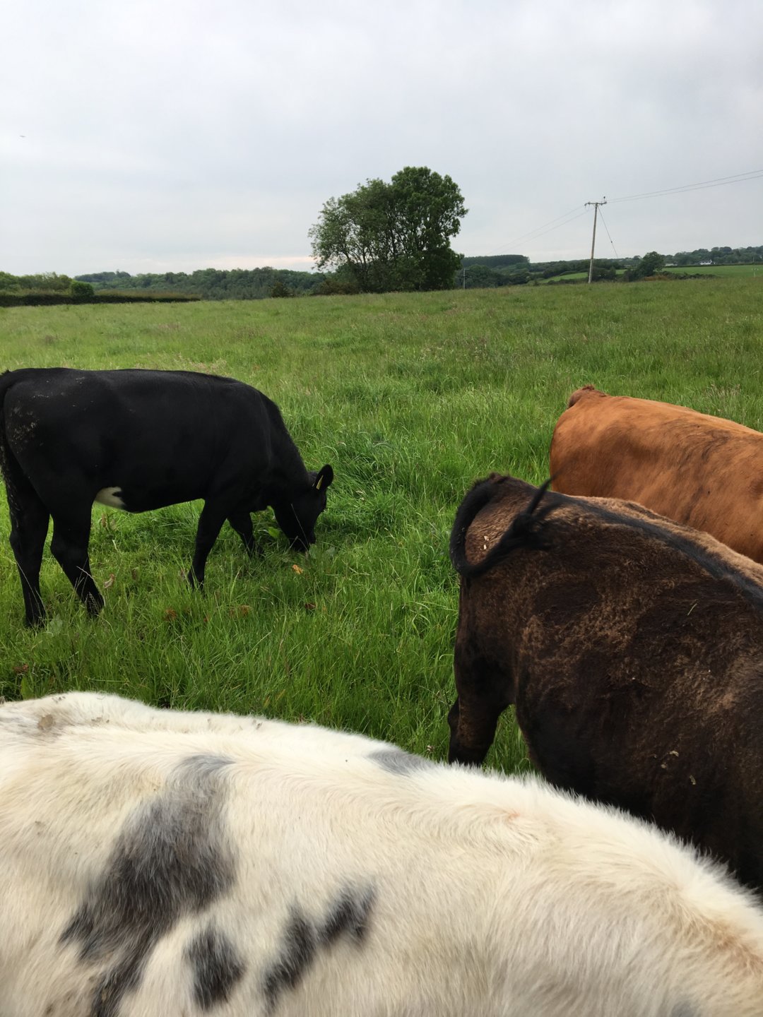 Techno grazing .. | Page 20 | The Farming Forum