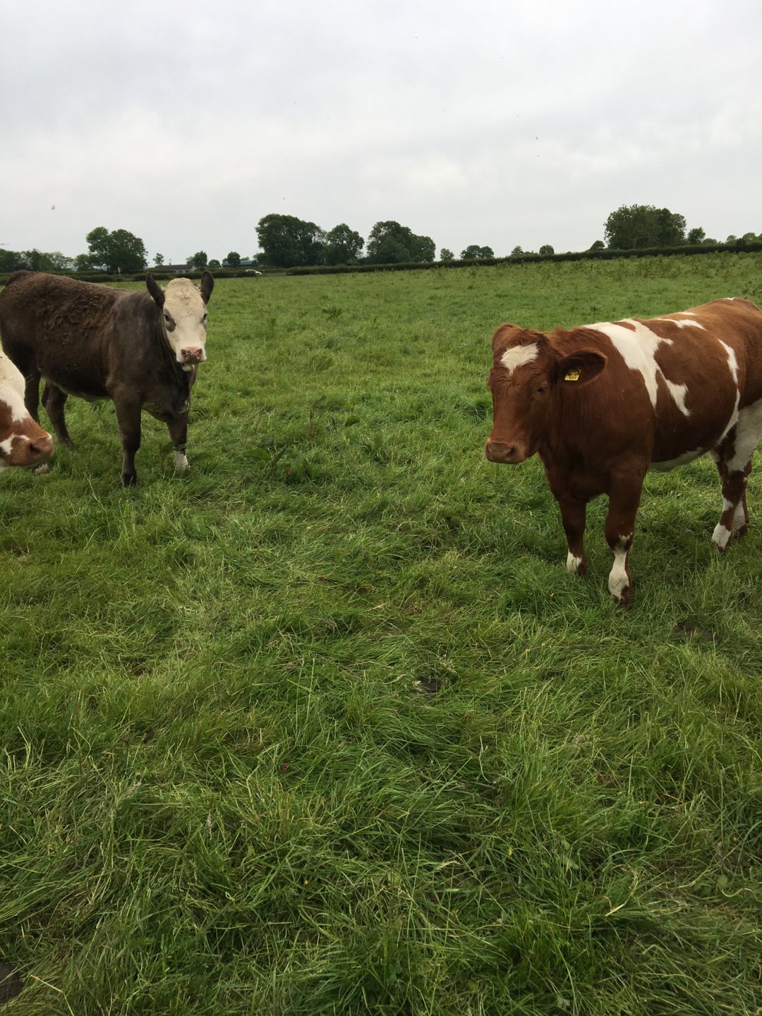 Techno grazing .. | Page 20 | The Farming Forum