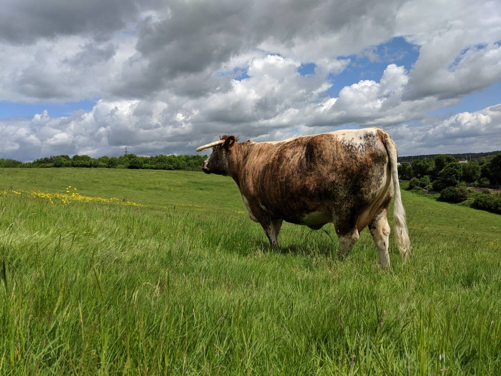 Native breeds photographs | Page 76 | The Farming Forum