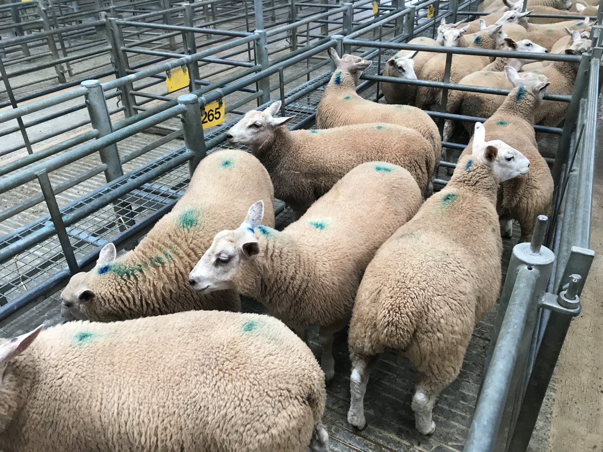 Beef / Lamb & Pig Price Tracker | Page 1643 | The Farming Forum