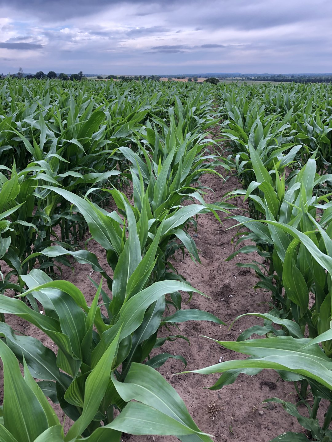 Maize 2019 | Page 9 | The Farming Forum