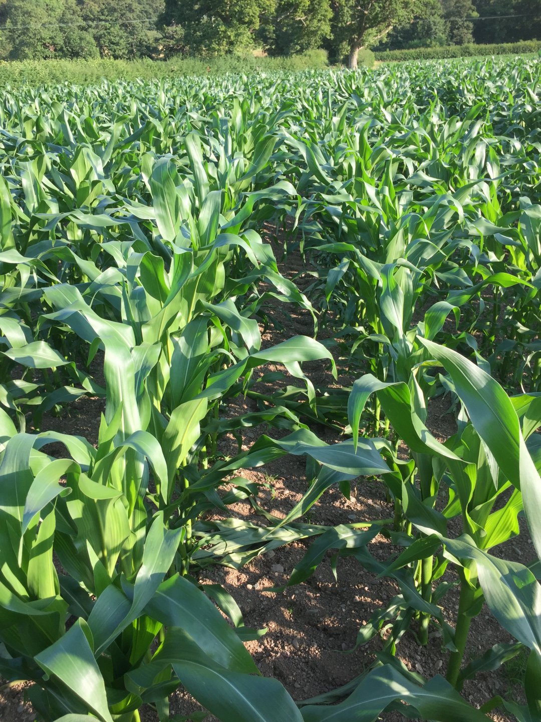 Maize 2019 | Page 12 | The Farming Forum