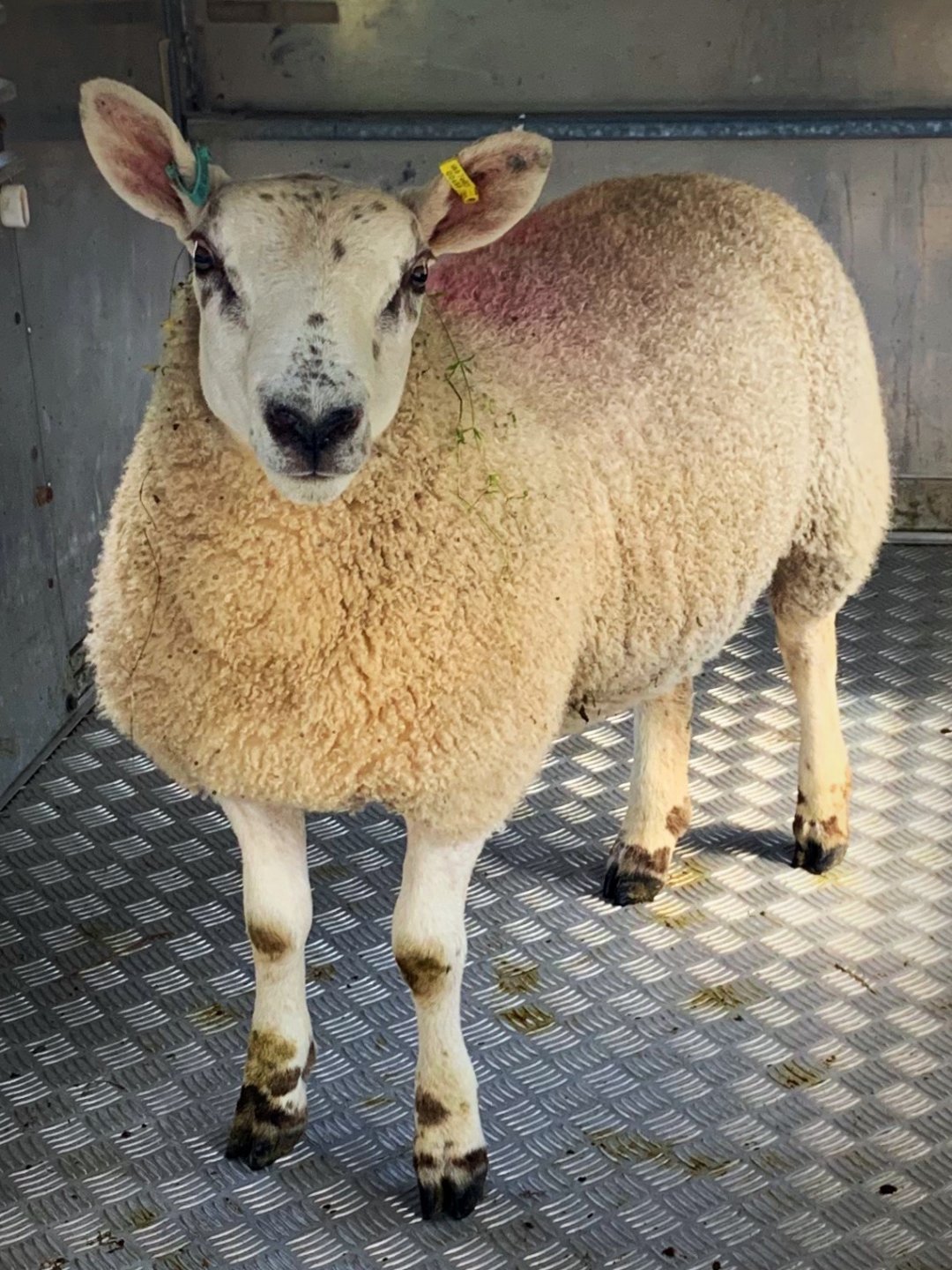 A List of Terminal sire breeds and traits? | Page 6 | The Farming Forum