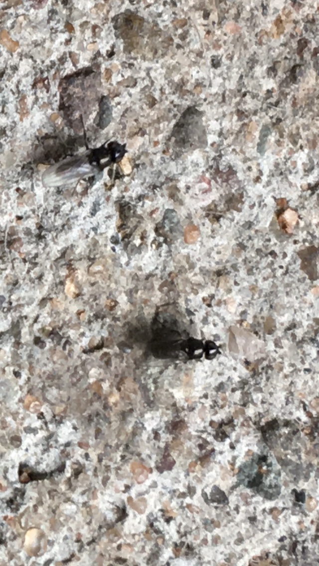 Bugs in grainstore - ID? | The Farming Forum