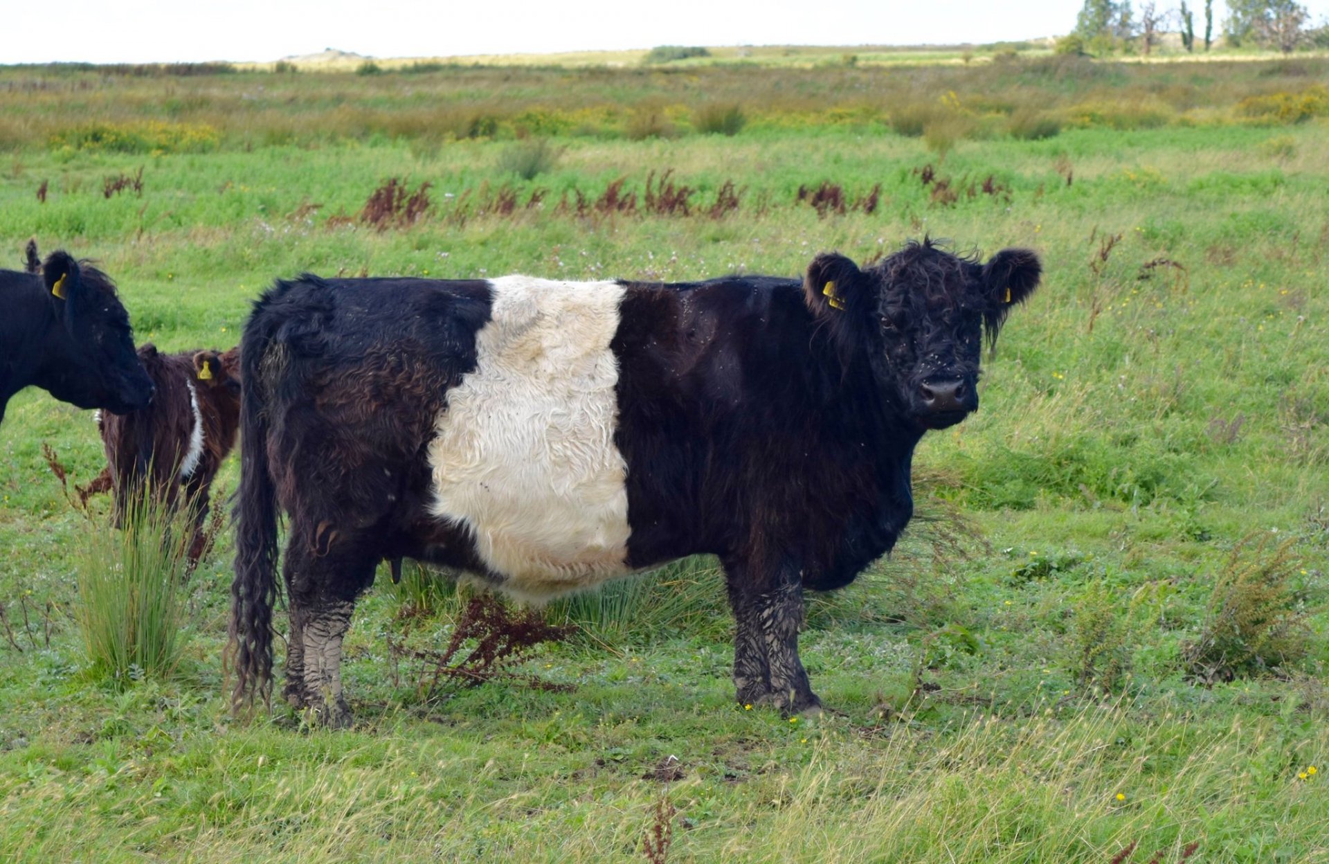 Native breeds photographs | Page 78 | The Farming Forum