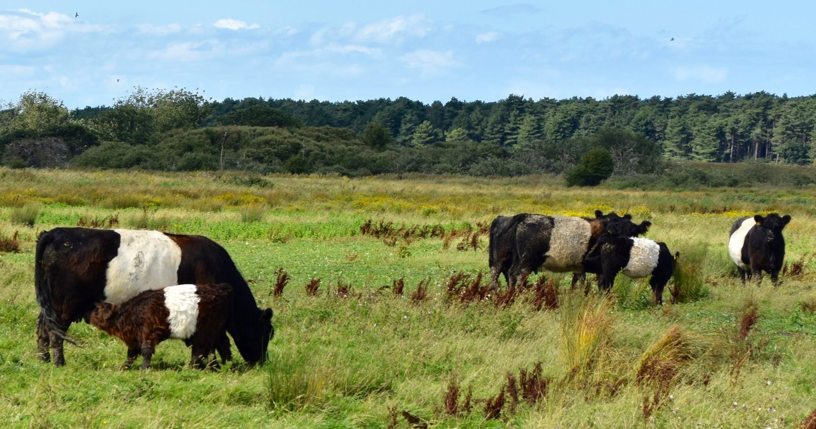 Native breeds photographs | Page 78 | The Farming Forum
