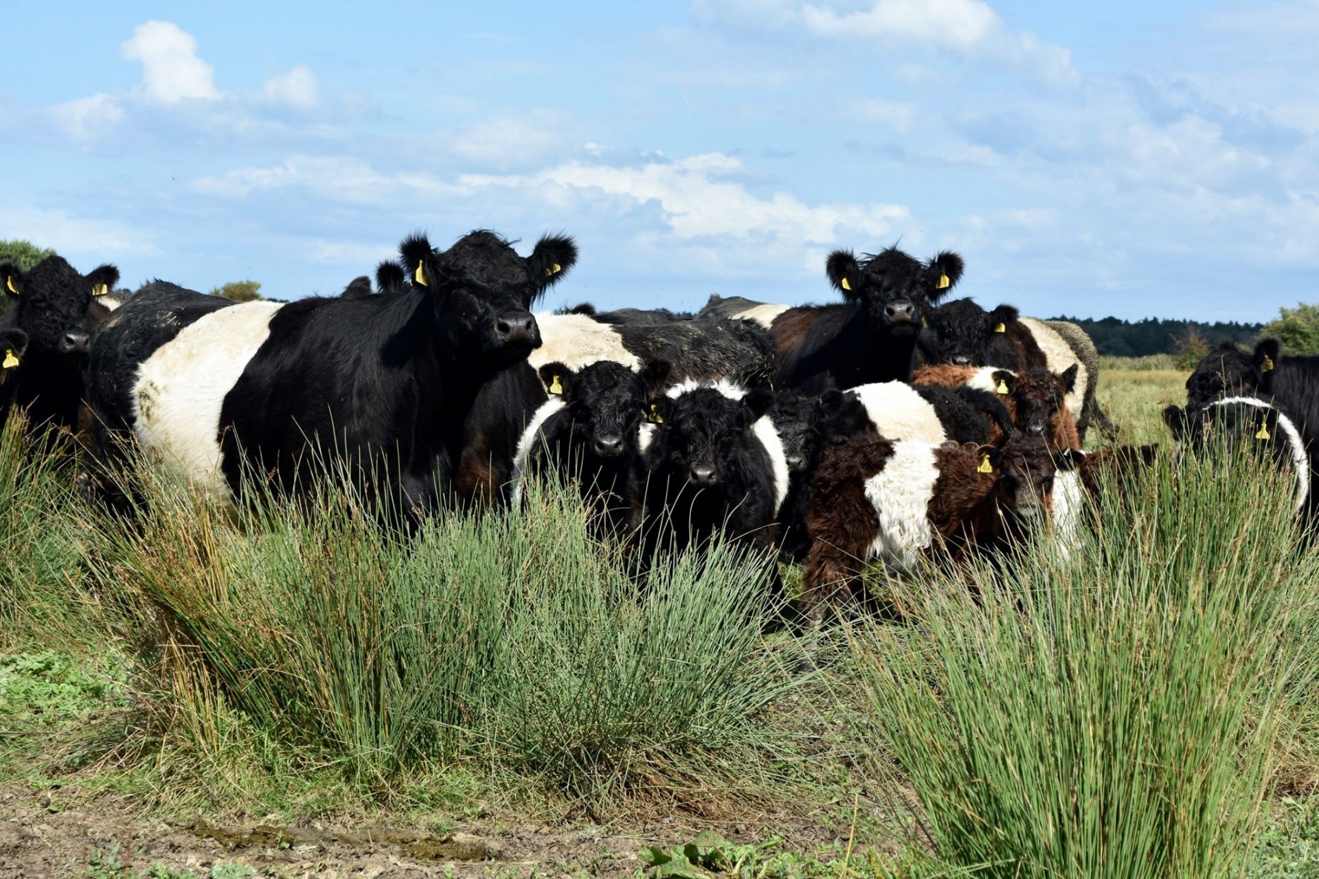 Native breeds photographs | Page 78 | The Farming Forum
