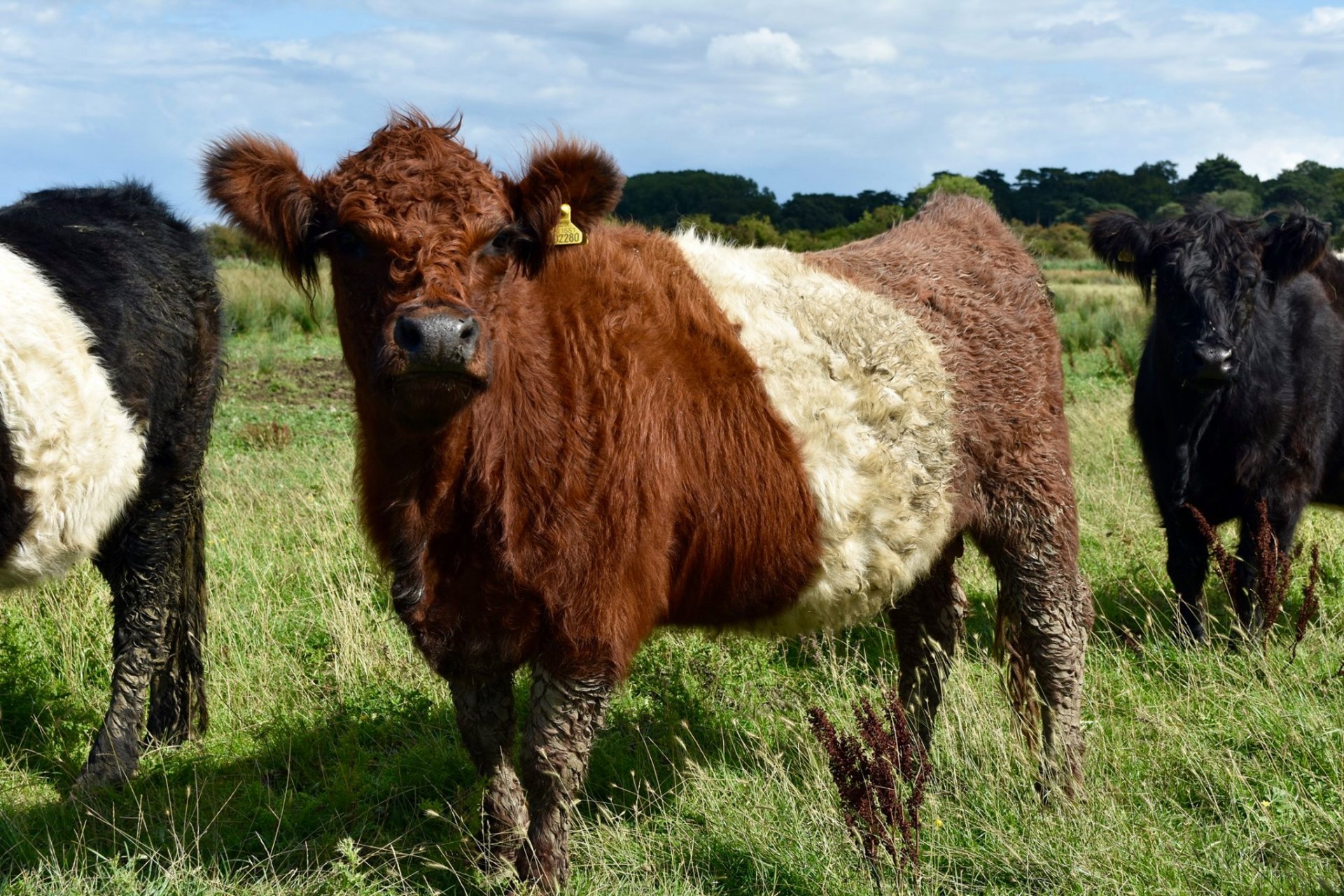 Native breeds photographs | Page 78 | The Farming Forum