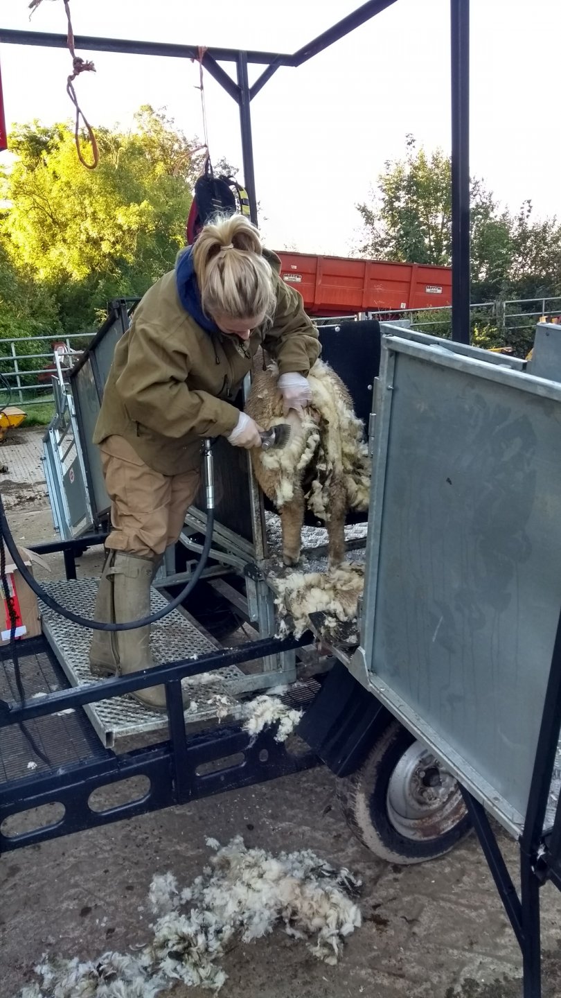 Dagging sheep | Page 2 | The Farming Forum