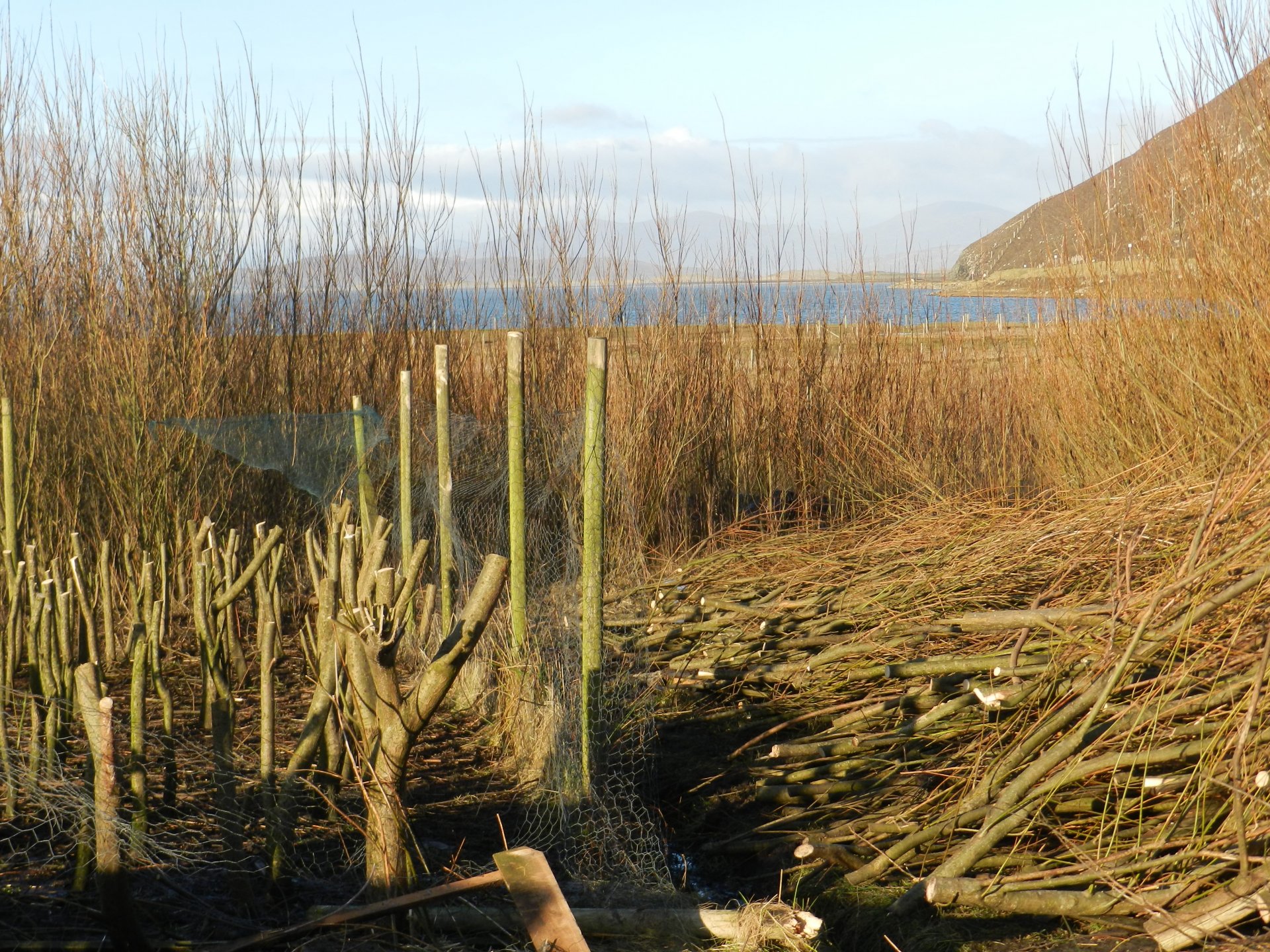 Wind breaks? | The Farming Forum