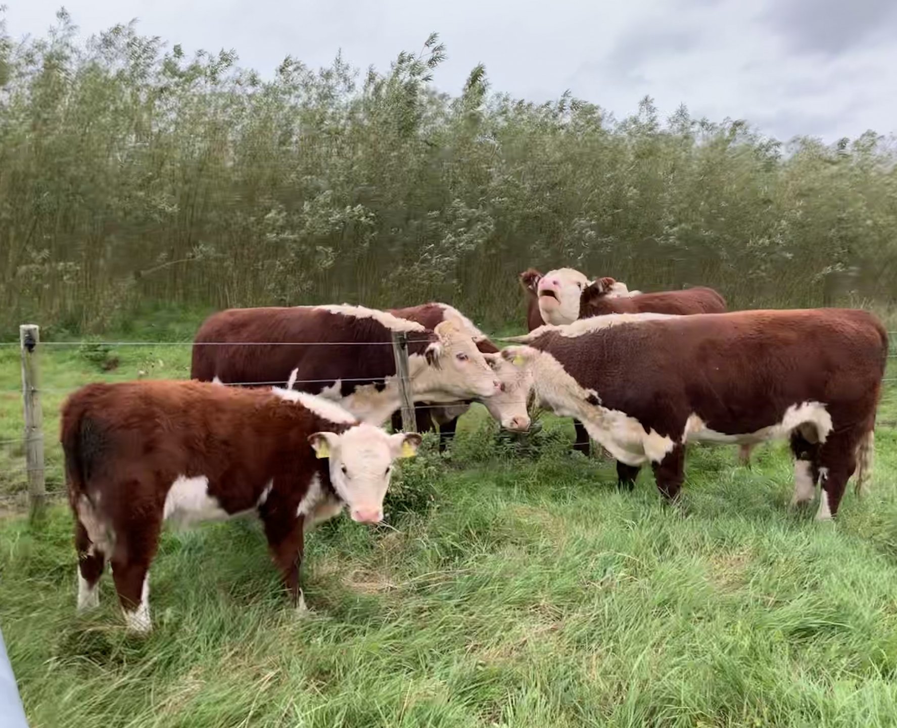 Native breeds photographs | Page 80 | The Farming Forum