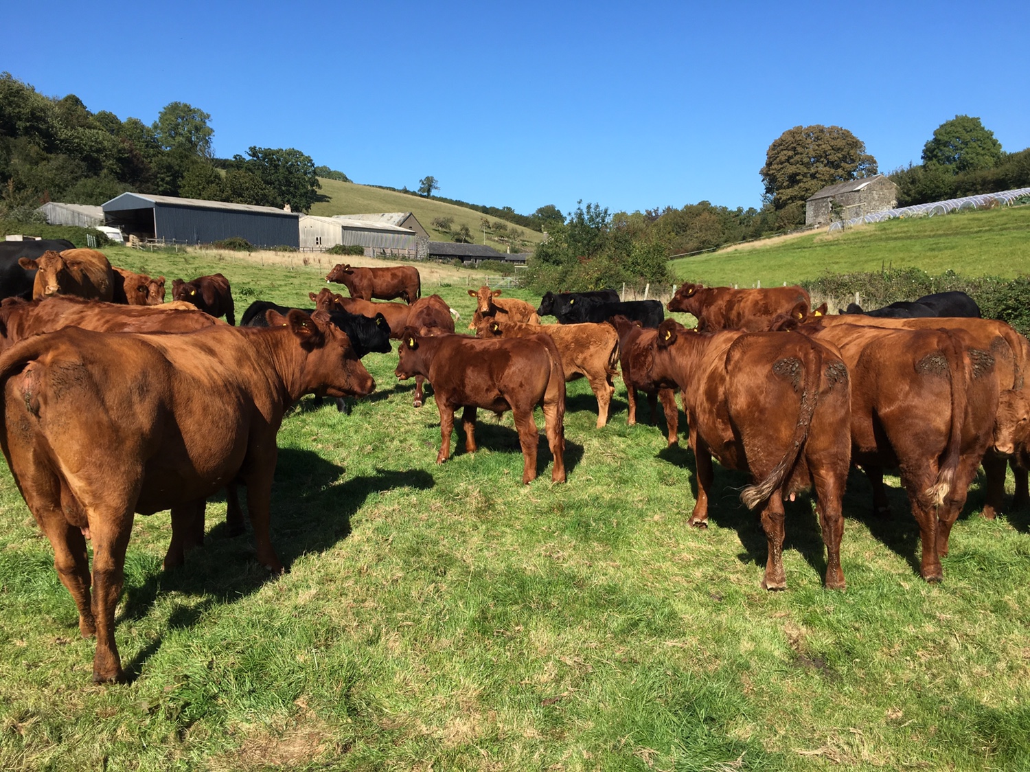 Native breeds photographs | Page 80 | The Farming Forum