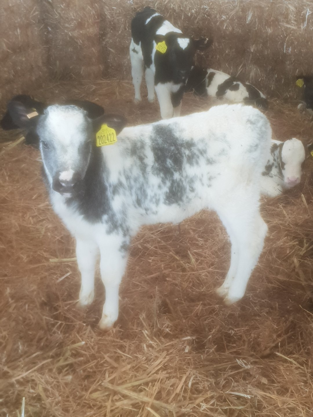 xbred dairy bull calves | Page 25 | The Farming Forum