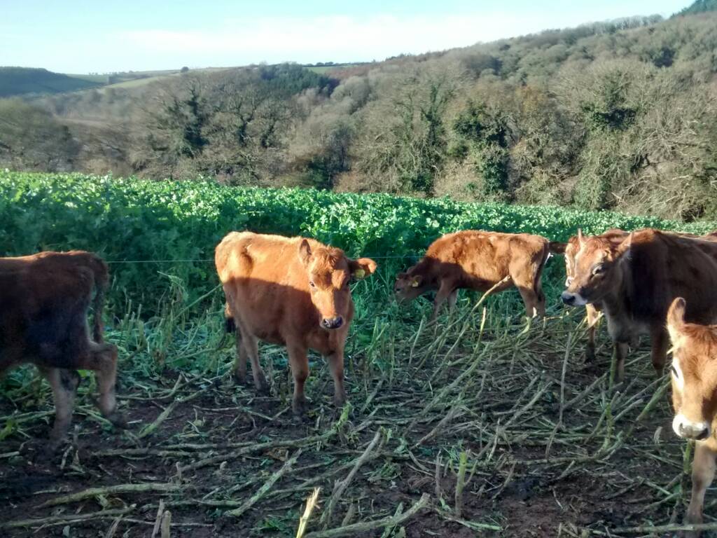 Grazing calves on kale | The Farming Forum