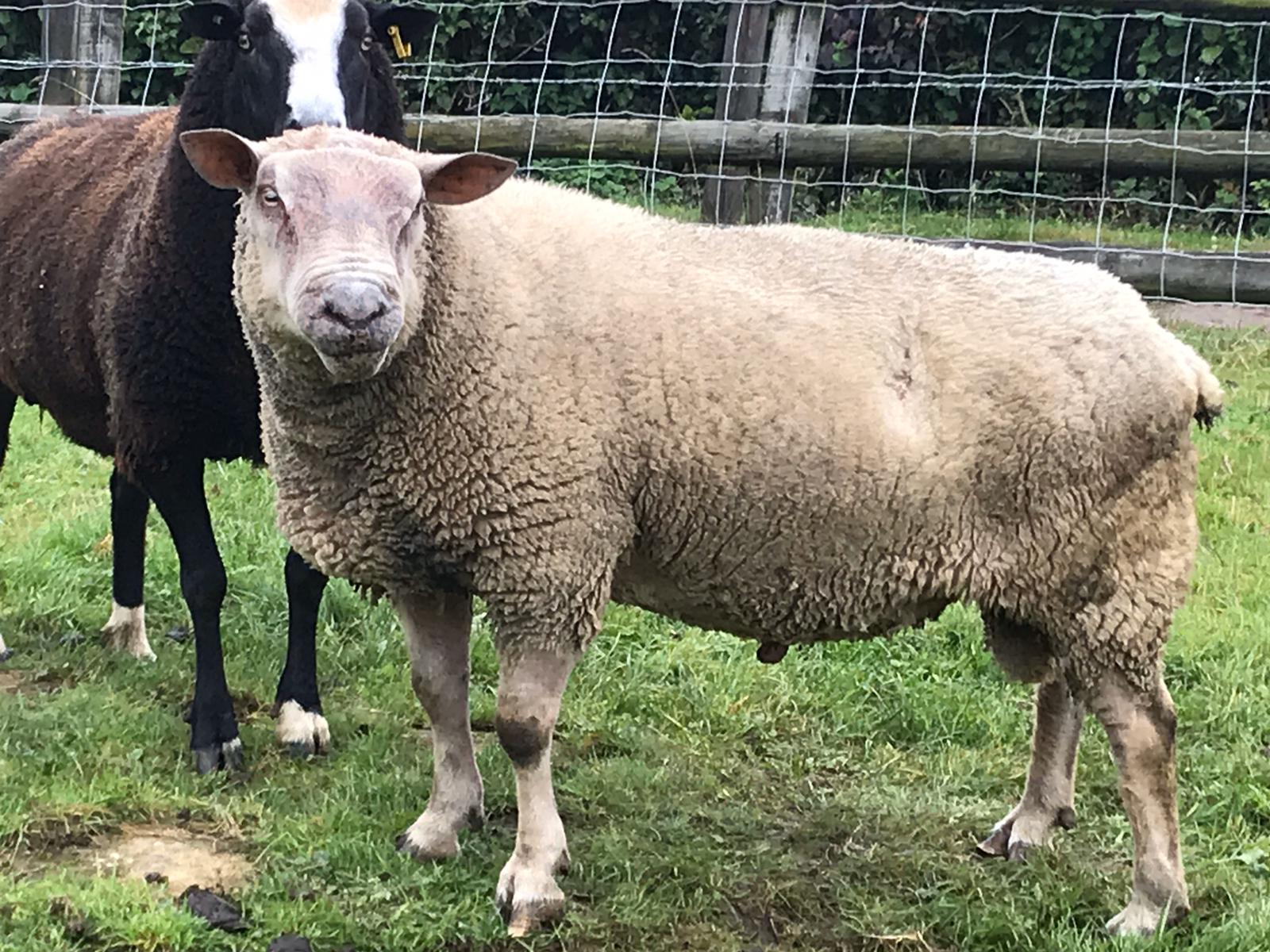 Buying Welsh ewes in? | The Farming Forum
