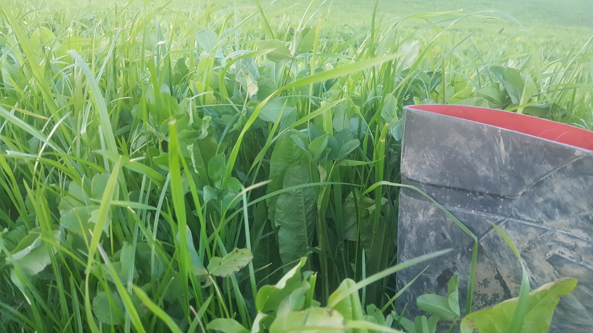 "Improving Our Lot" - Planned Holistic Grazing, for starters.. | Page ...