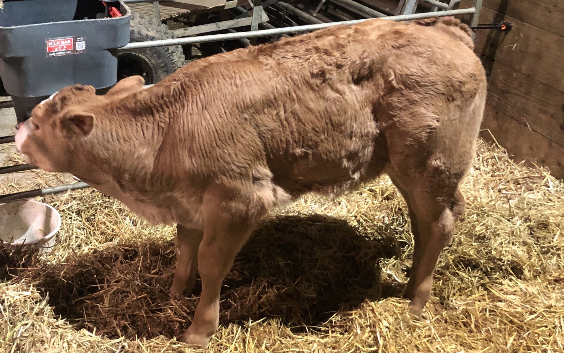 xbred dairy bull calves | Page 33 | The Farming Forum