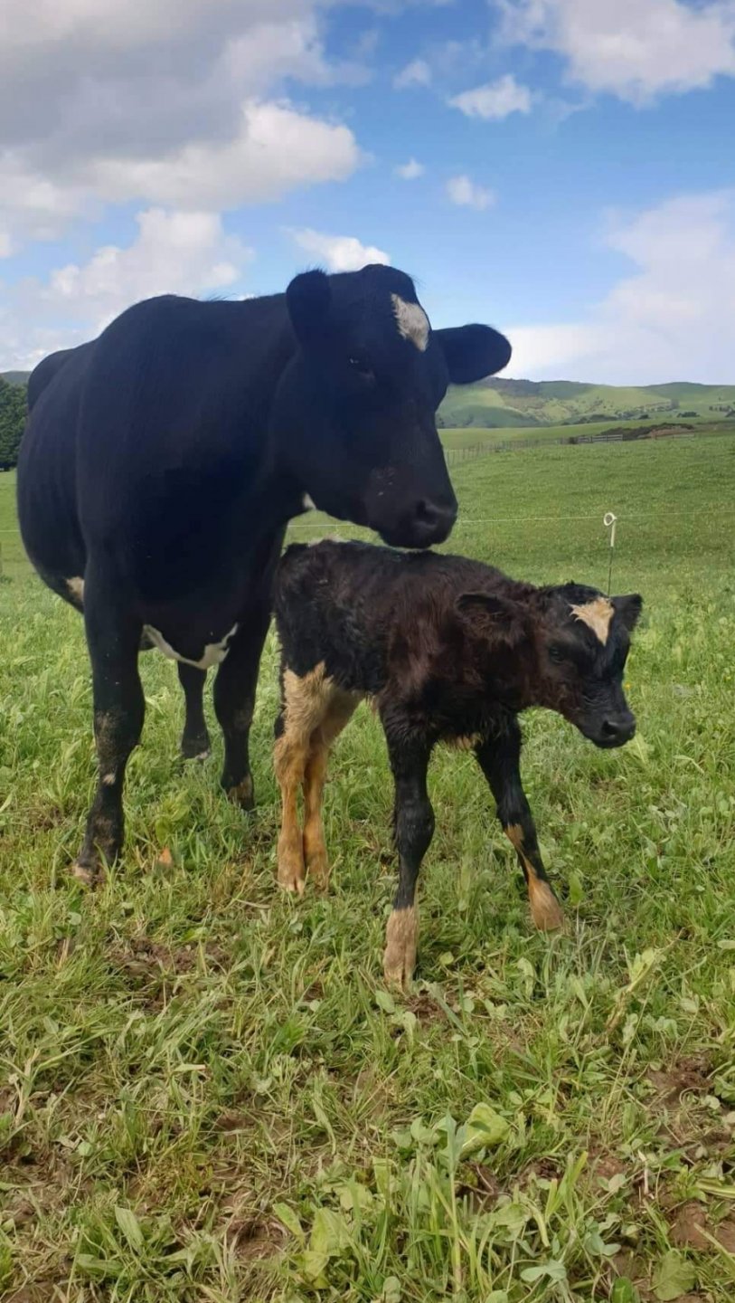 "Improving Our Lot" - Planned Holistic Grazing, for starters.. | Page 466 | The Farming Forum