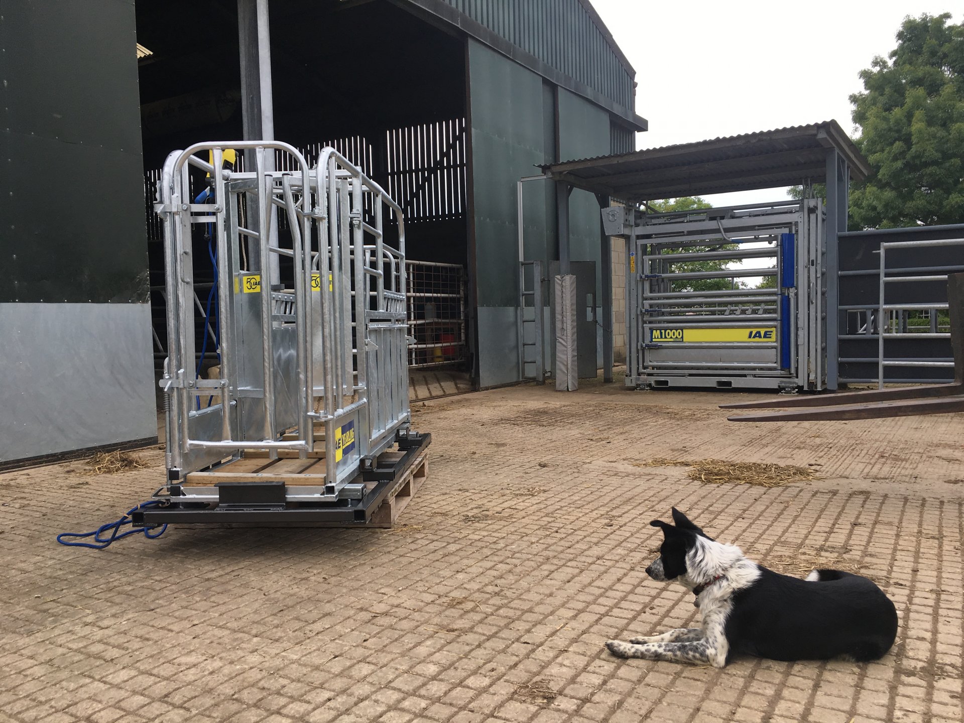 Weighing Cattle? | Page 3 | The Farming Forum