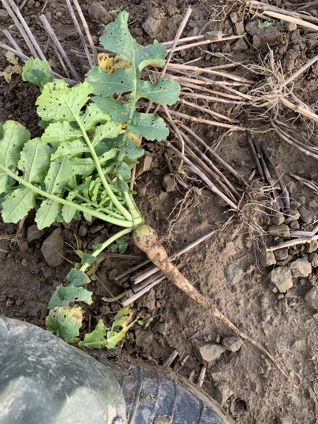 Forage radish | Page 2 | The Farming Forum