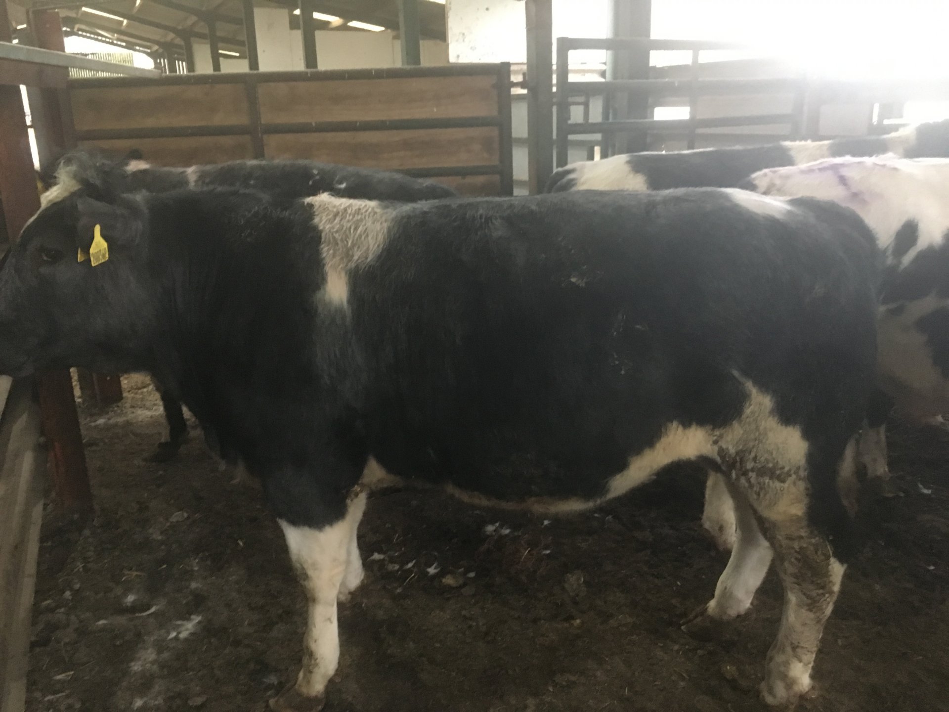 All things beef | Page 60 | The Farming Forum