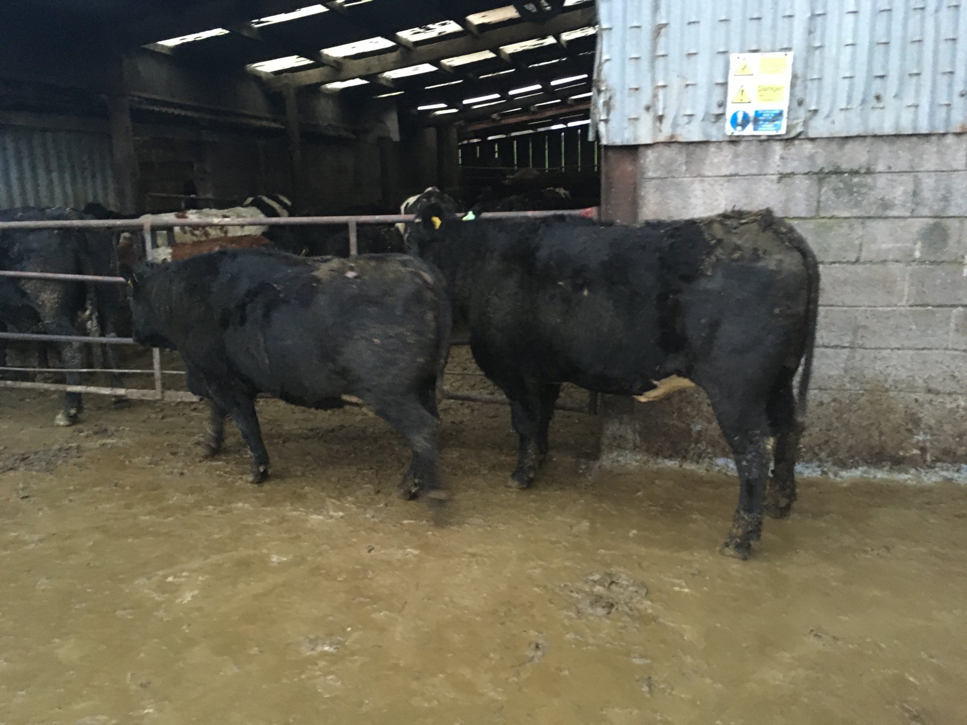 All things beef | Page 60 | The Farming Forum