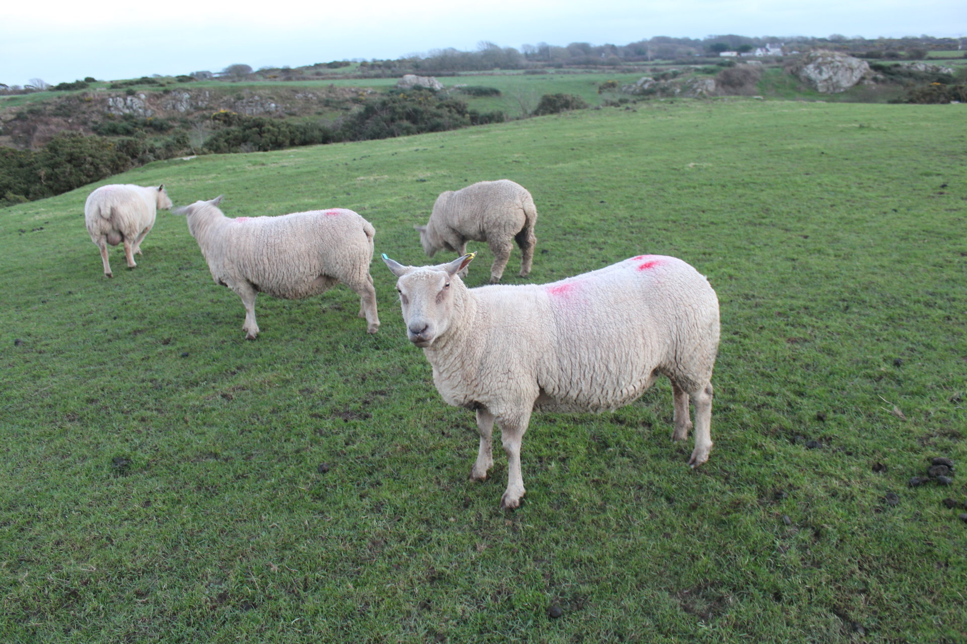 Charollais sheep | The Farming Forum