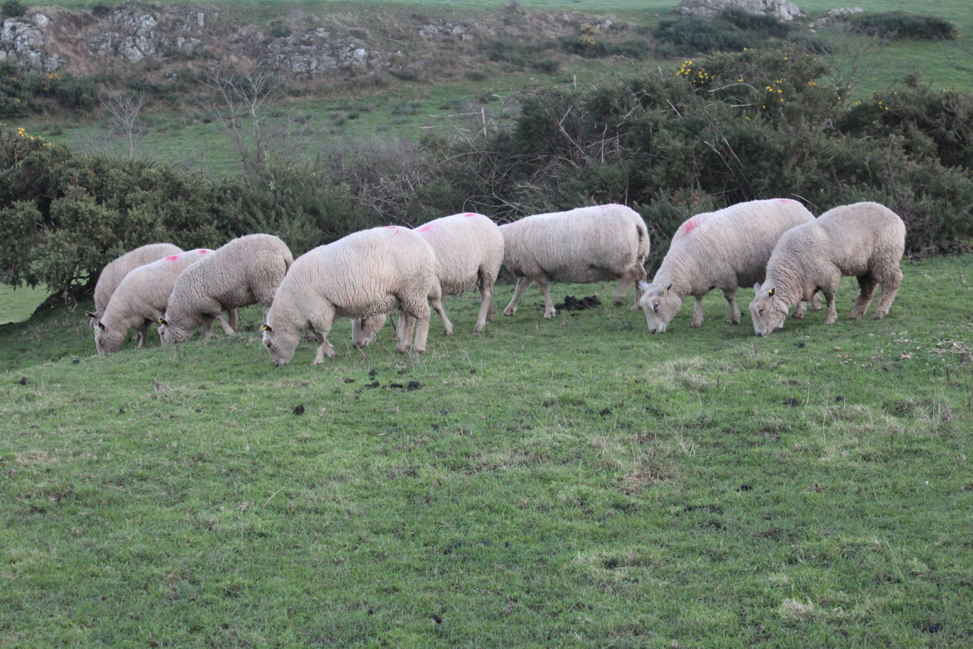 Charollais sheep | The Farming Forum