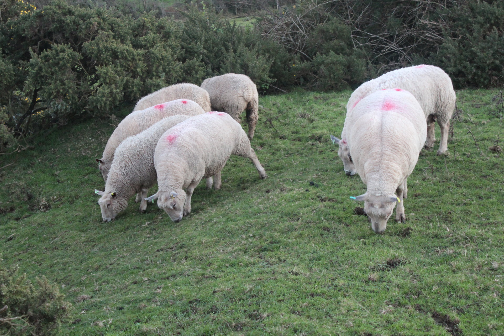 Charollais sheep | The Farming Forum