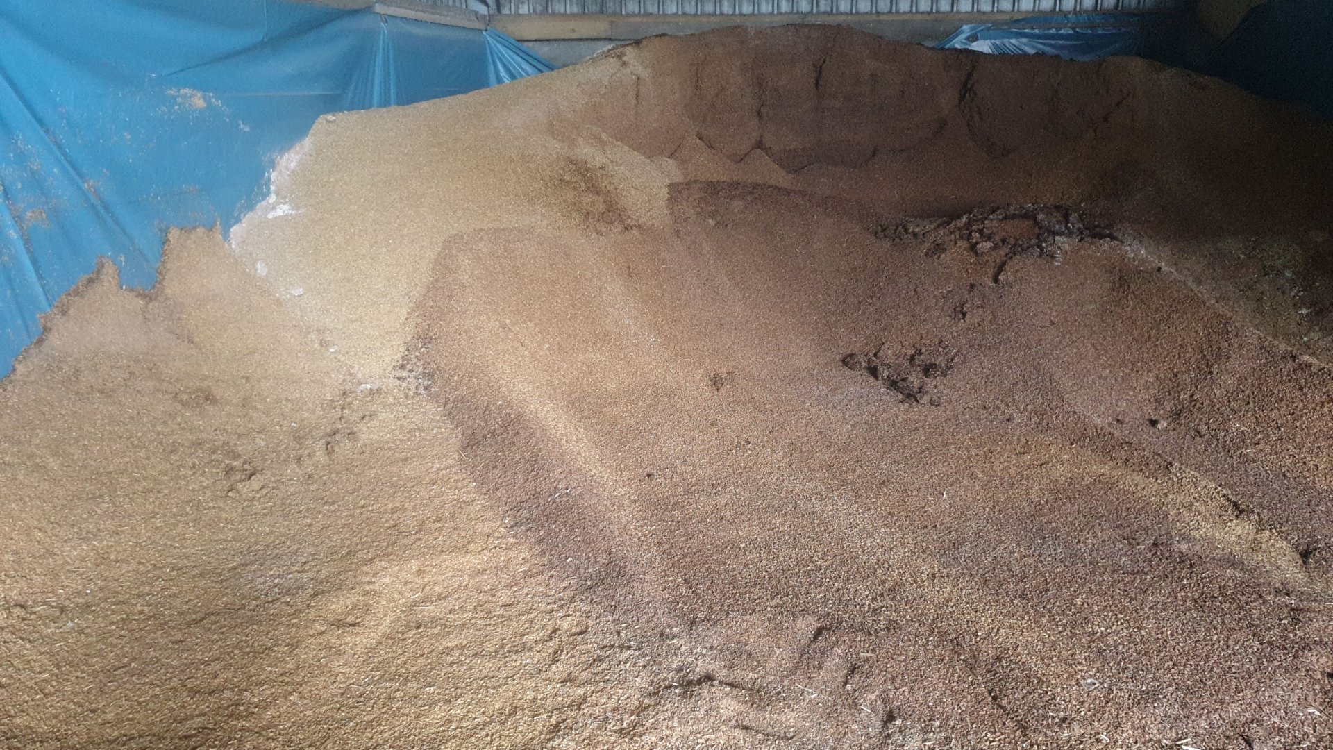 Maxxamon treated grain | Page 3 | The Farming Forum