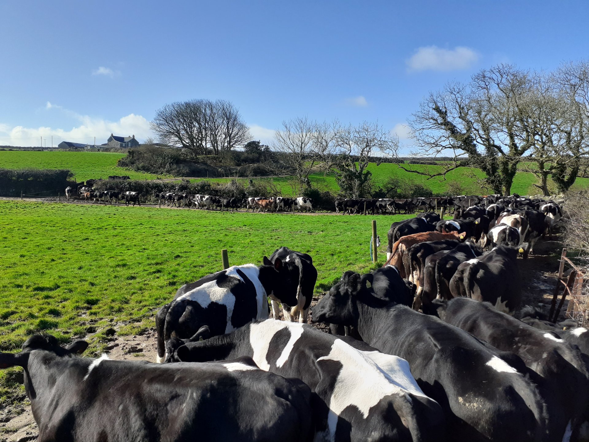 All things Dairy | Page 1537 | The Farming Forum