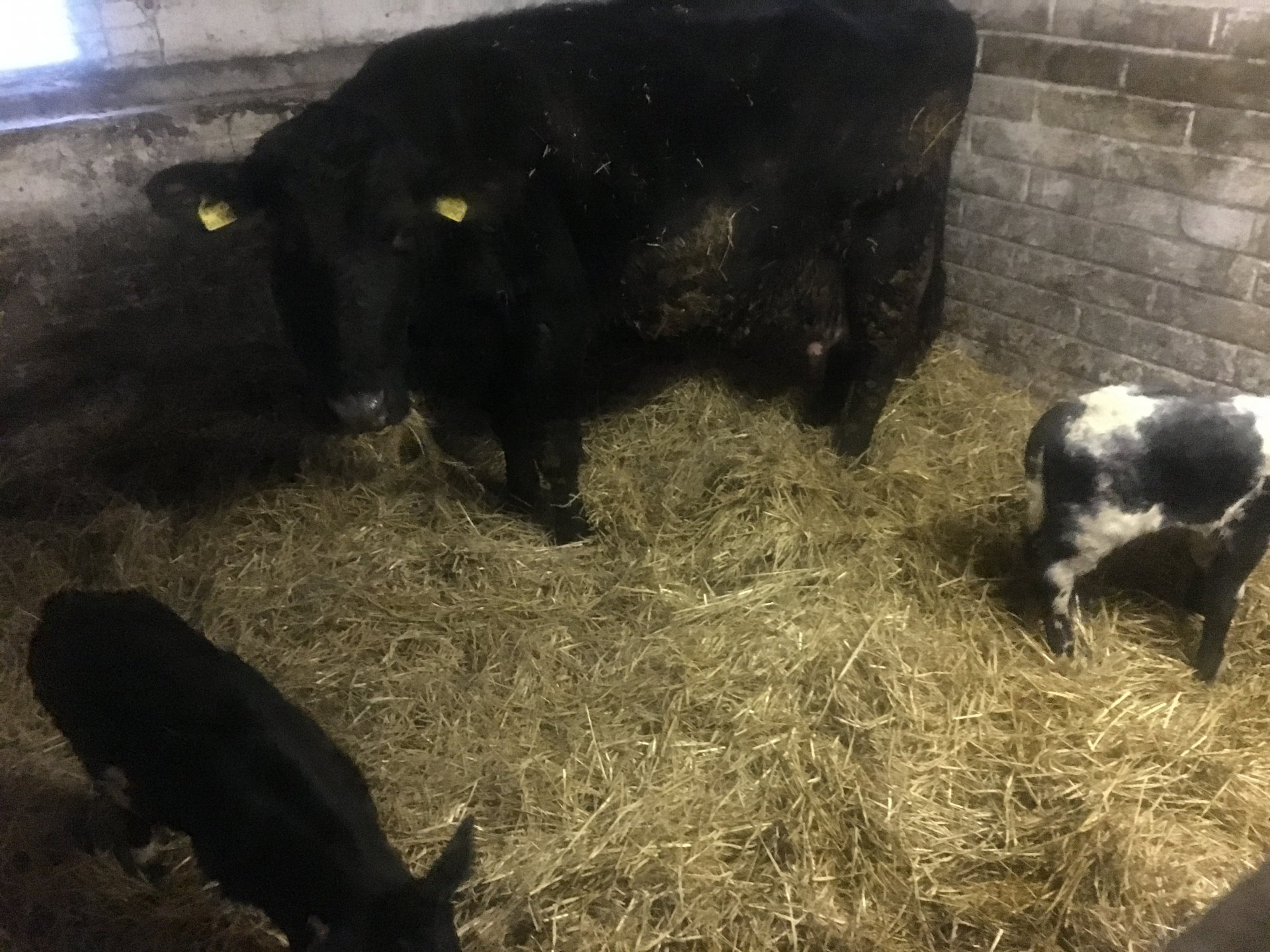 "Improving Our Lot" - Planned Holistic Grazing, for starters.. | Page 567 | The Farming Forum