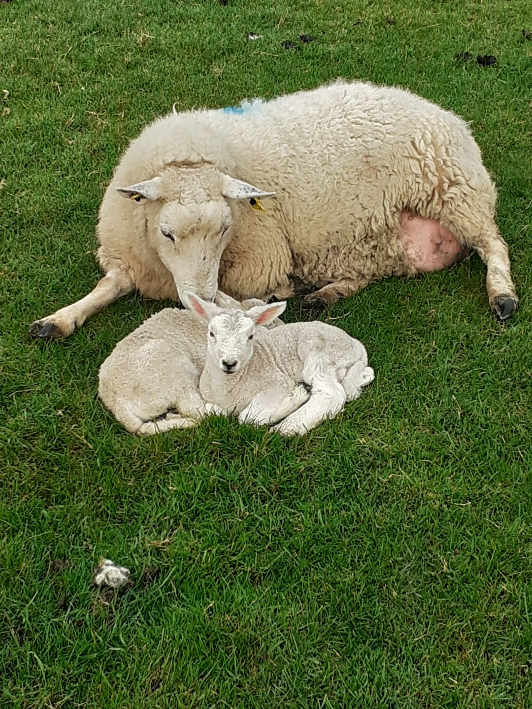How do I breed my own wool shedders? | Page 10 | The Farming Forum