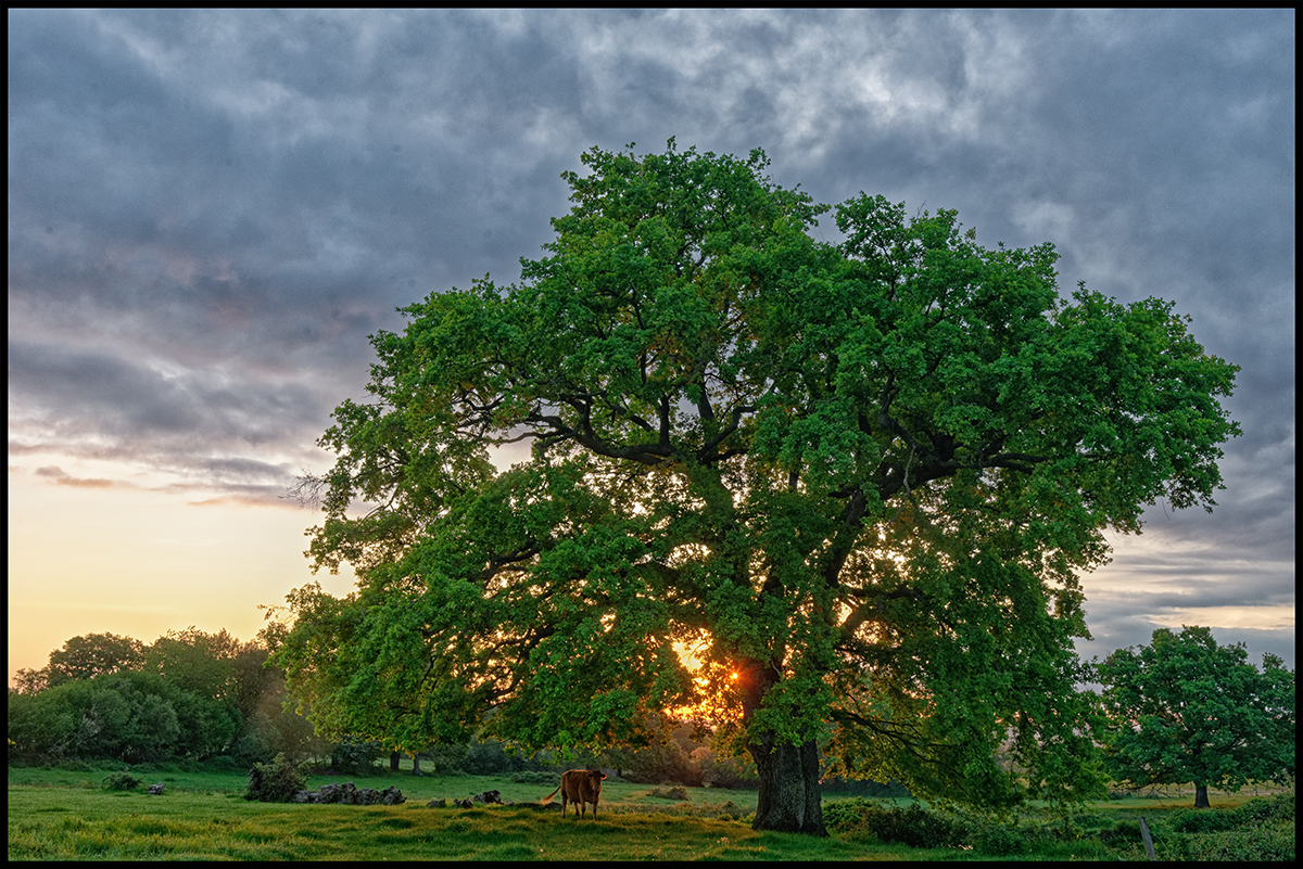 Pictures From France | Page 44 | The Farming Forum