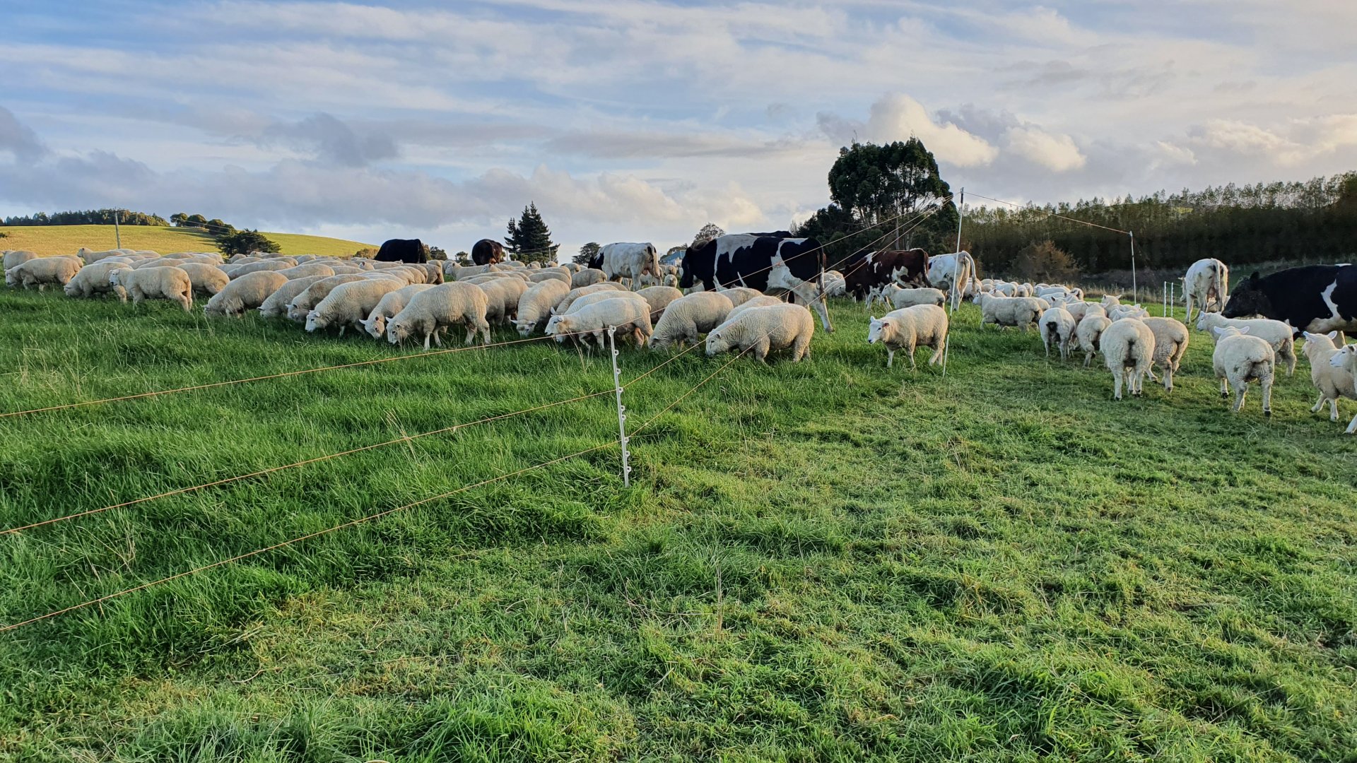 "Improving Our Lot" - Planned Holistic Grazing, for starters.. | Page ...