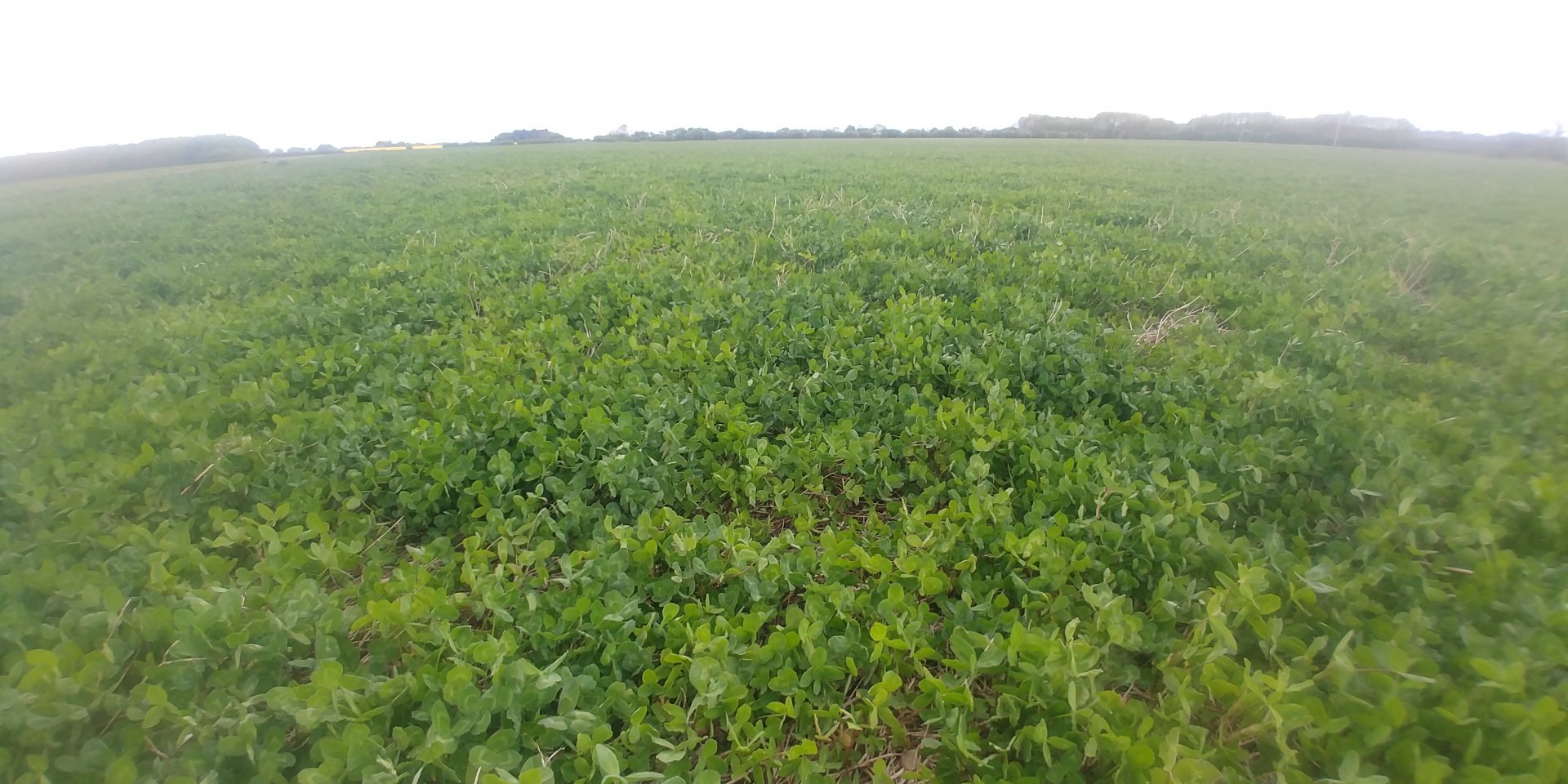 AB15 2 year legume fallow | Page 7 | The Farming Forum