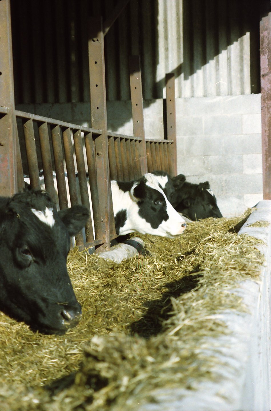 Groby Farms, Leicestershire - Photos through the decades! | Page 3 ...