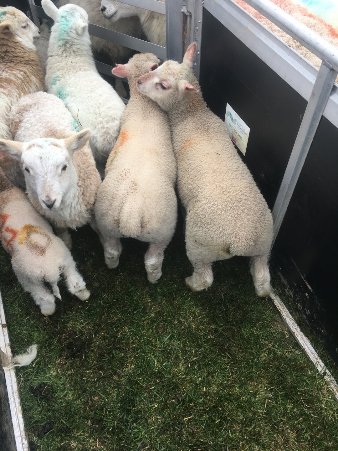 Hardiness of charmoise for outdoor lambing ewe lambs on texel mules ...