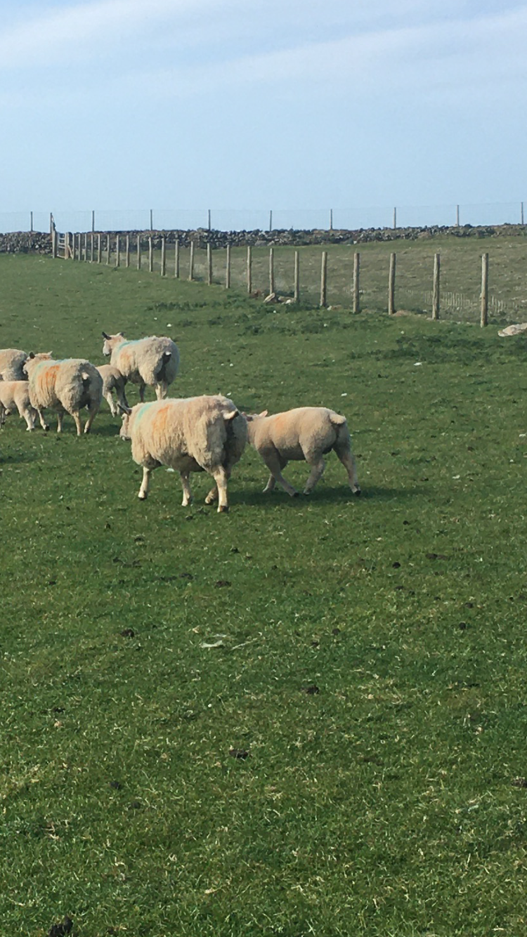 Hardiness of charmoise for outdoor lambing ewe lambs on texel mules ...