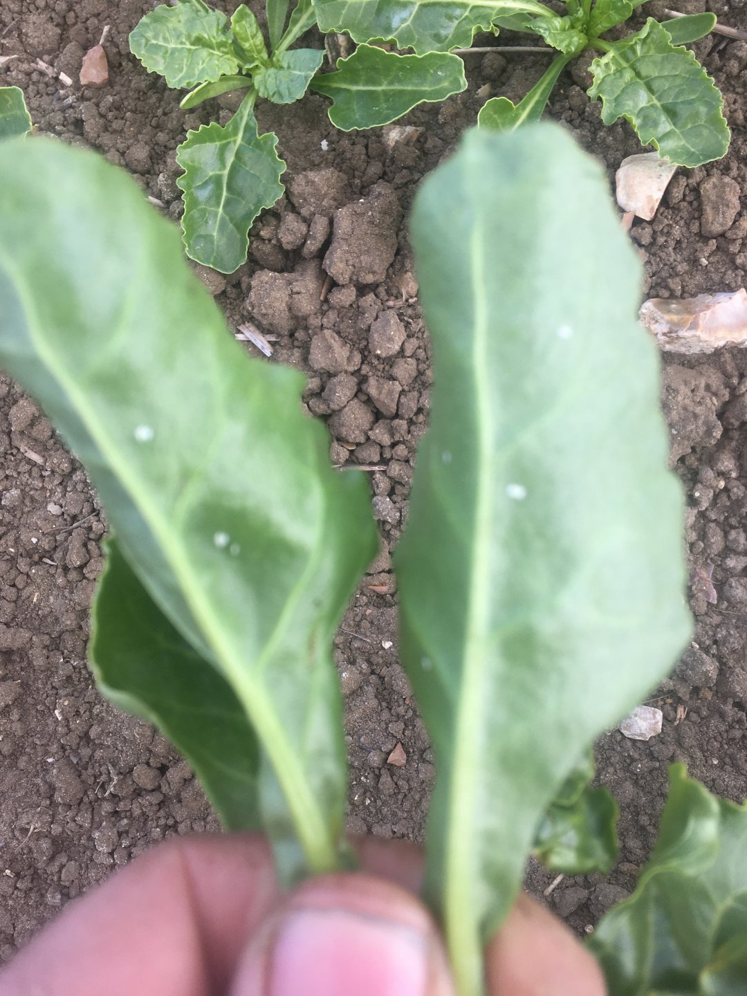 Sugar Beet 2020 | Page 6 | The Farming Forum