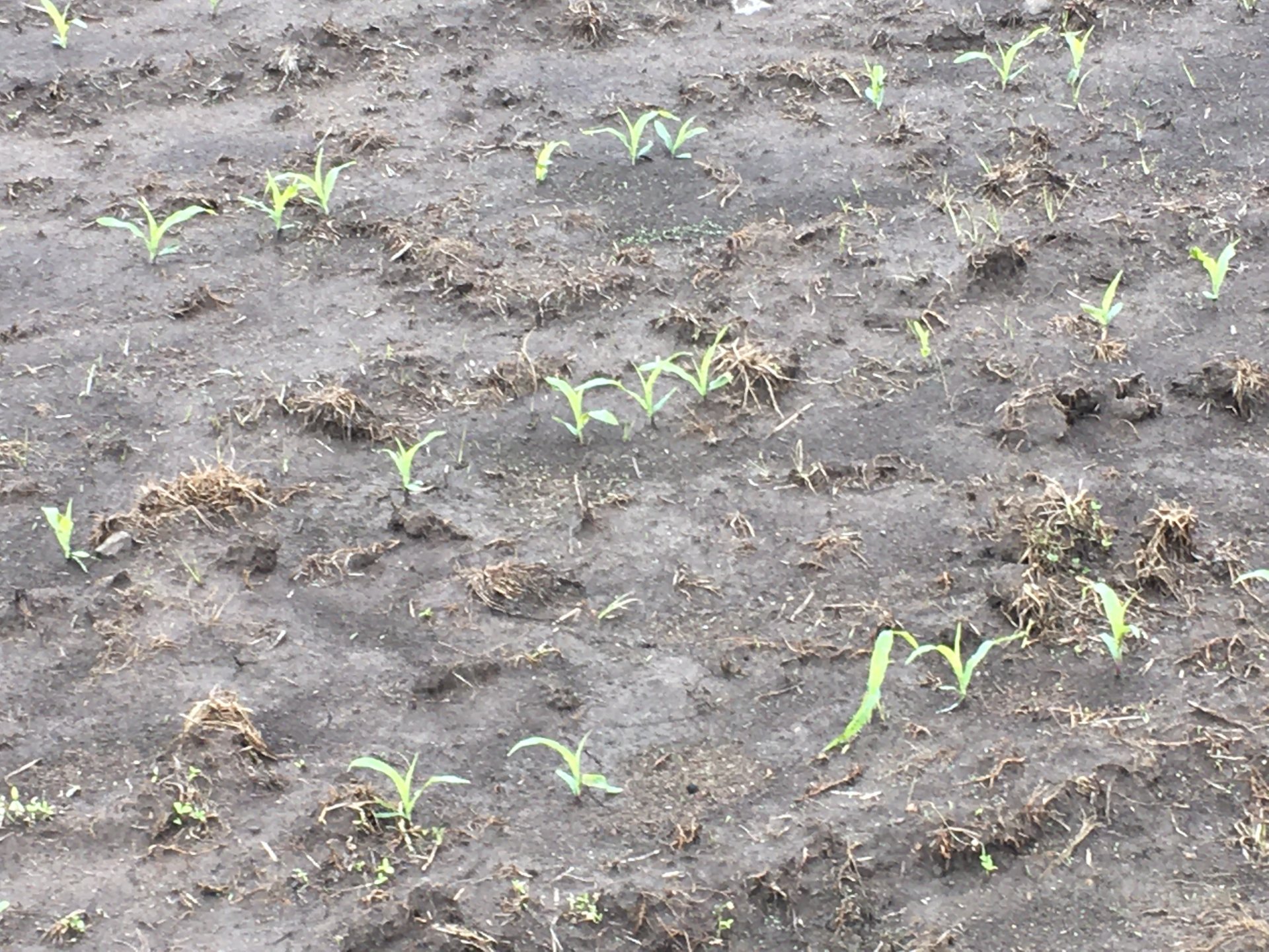 Maize 2020 | Page 4 | The Farming Forum